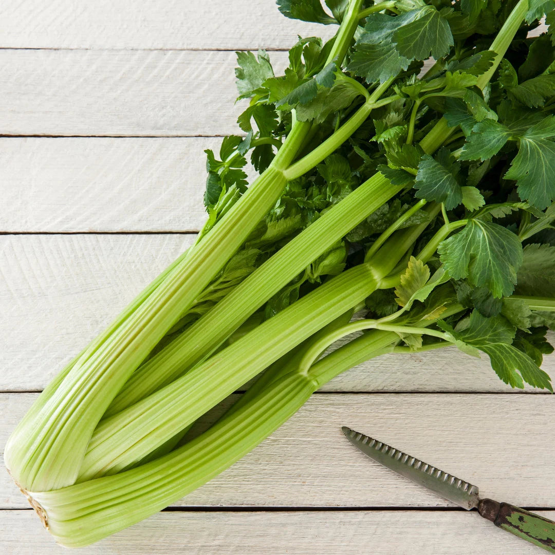Tango Organic Celery Seeds – Pangea Seeds