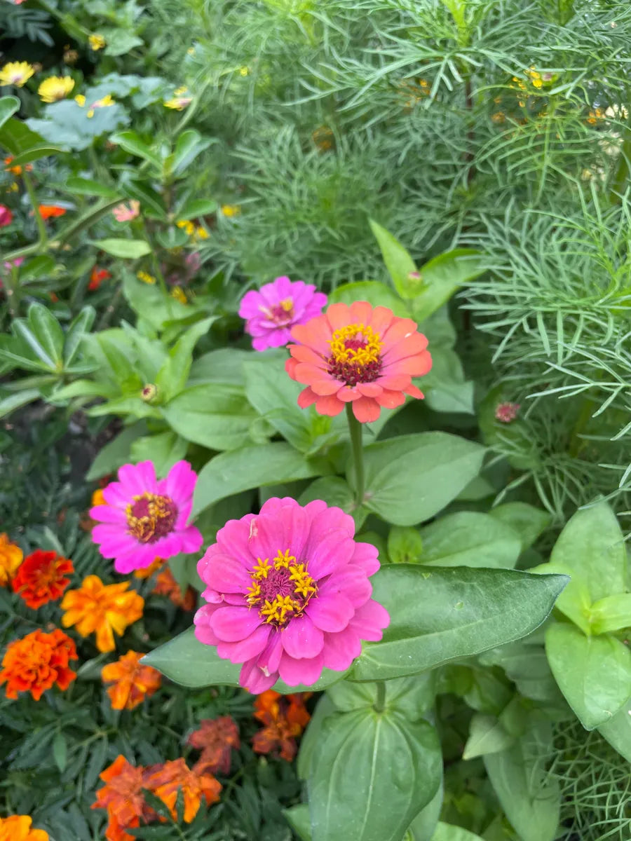 The Flower Lover – Pangea Seeds