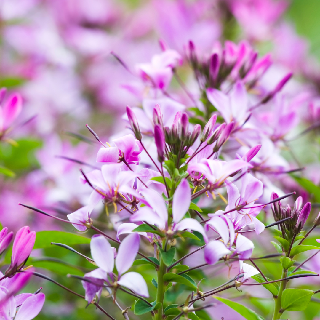 Cleome- Spider Flower Seeds – Pangea Seeds