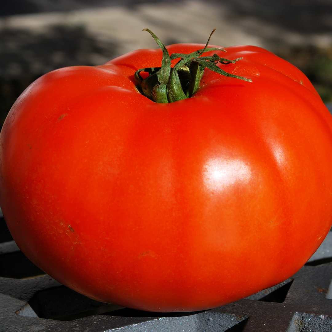 Super Fantastic Tomato – Pangea Seeds
