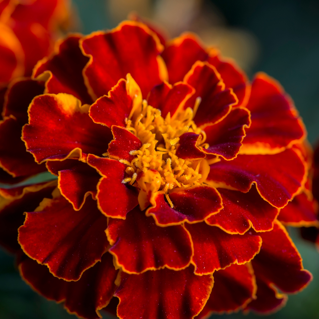 Durango Red French Marigold – Pangea Seeds