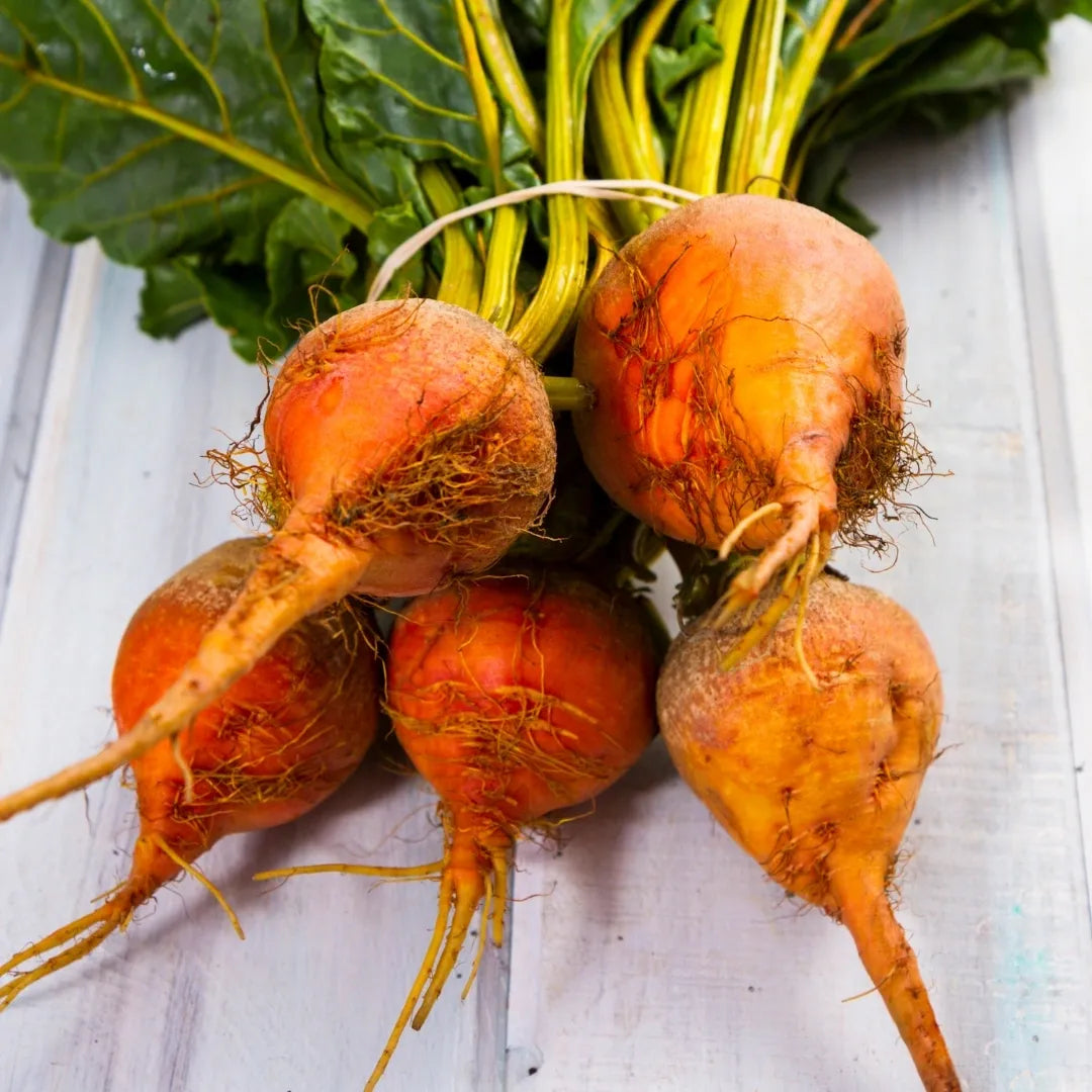Boldor Hybrid Beet Seeds – Pangea Seeds