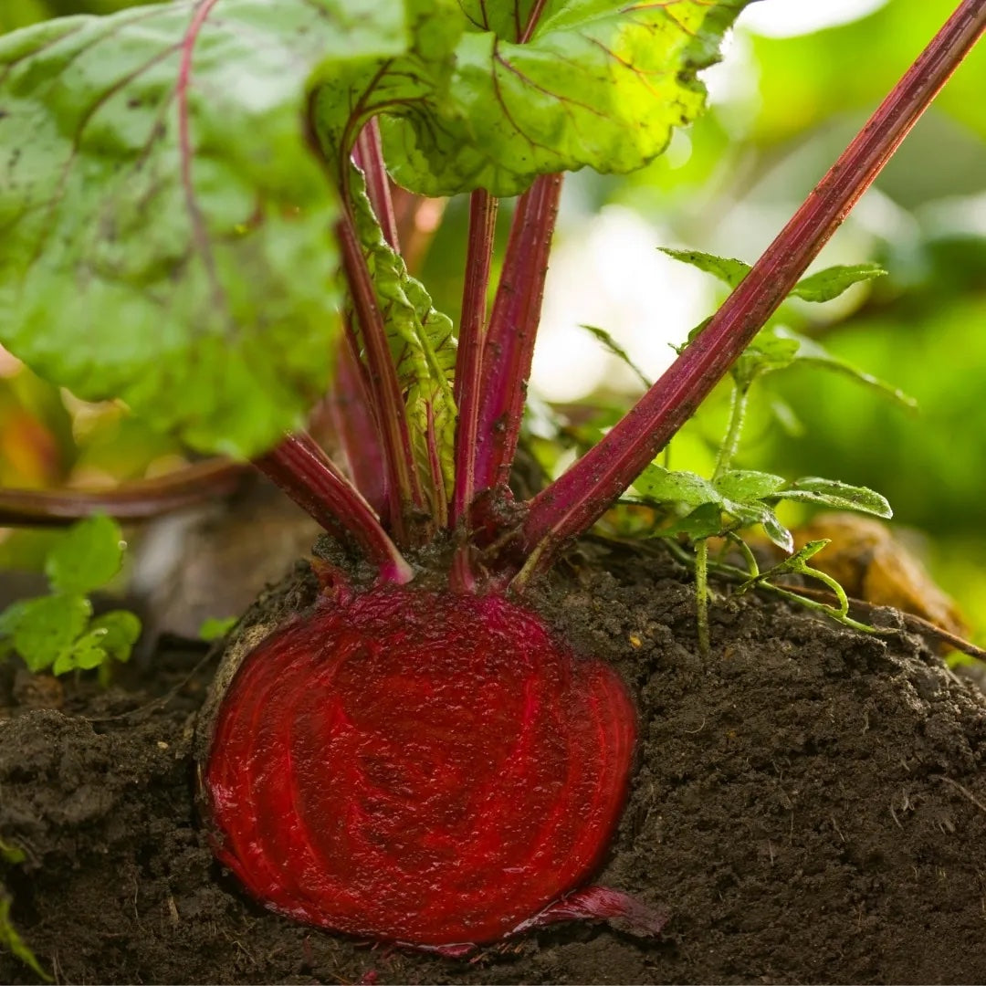 Bull's Blood Beet Seeds – Pangea Seeds