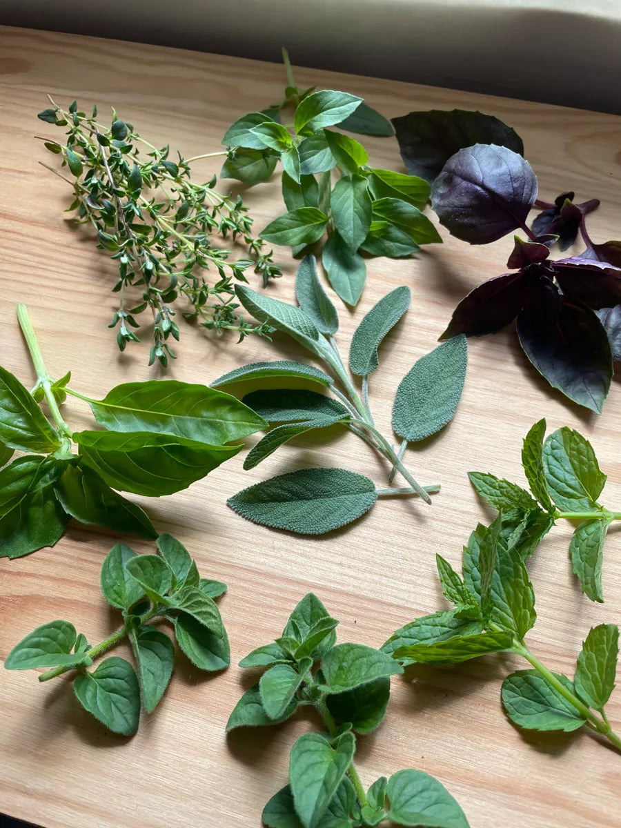 Counter Top Herb Selection – Pangea Seeds