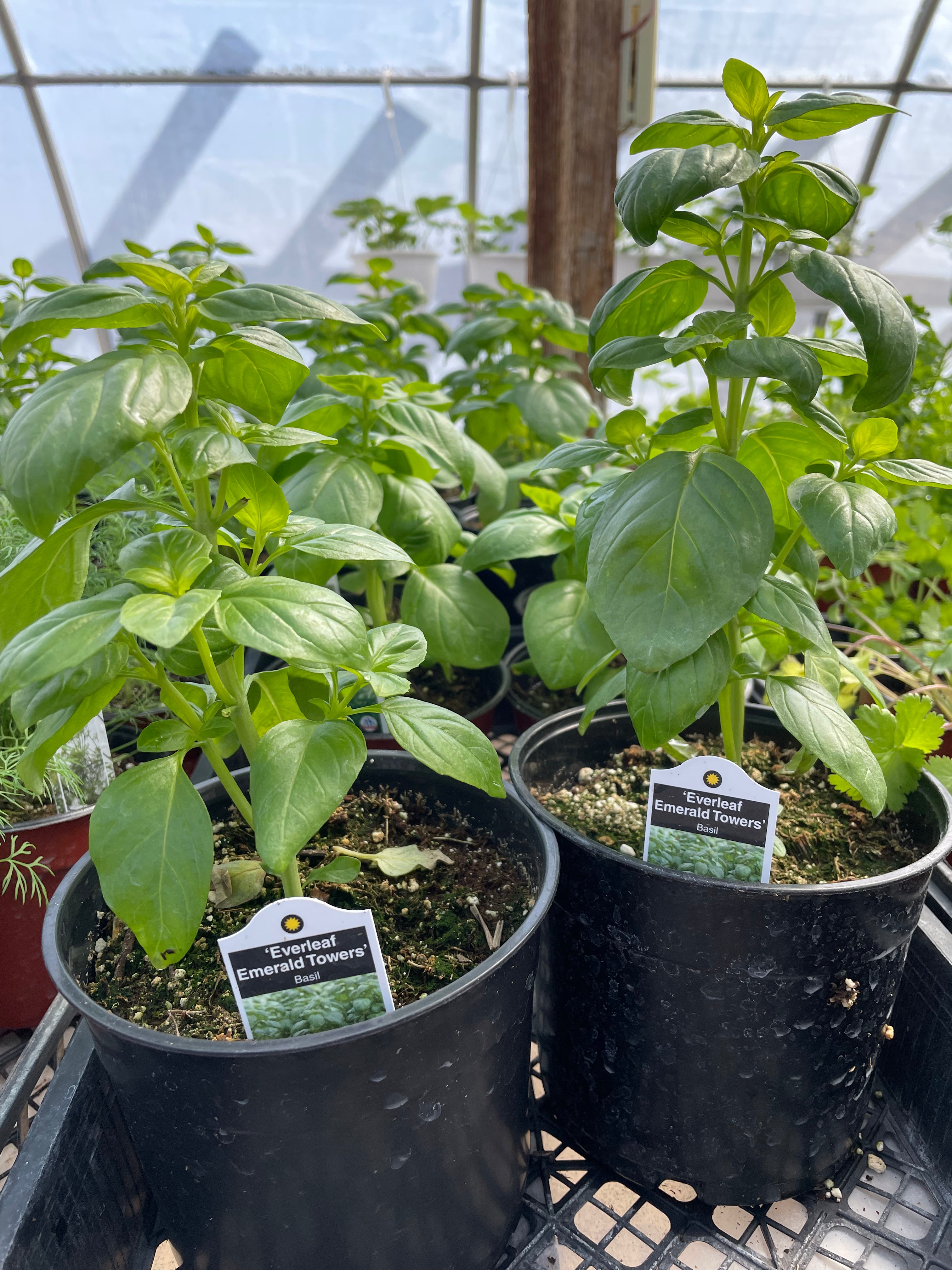 Everleaf Basil Emerald Tower Seeds – Pangea Seeds