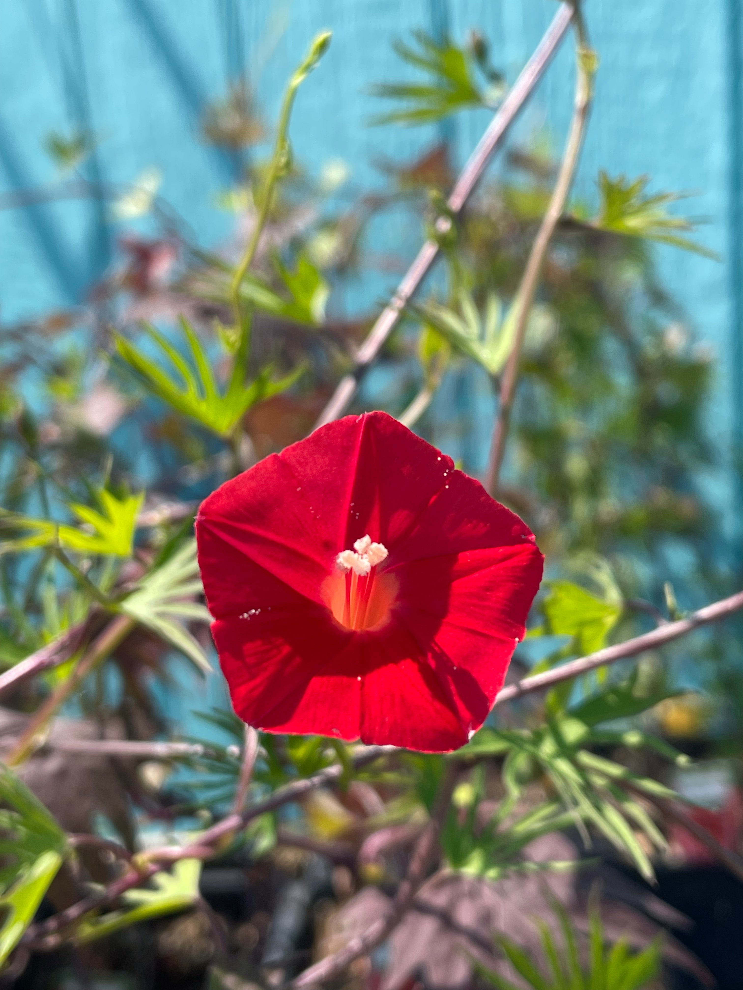 Cardinal Climber Seeds – Pangea Seeds