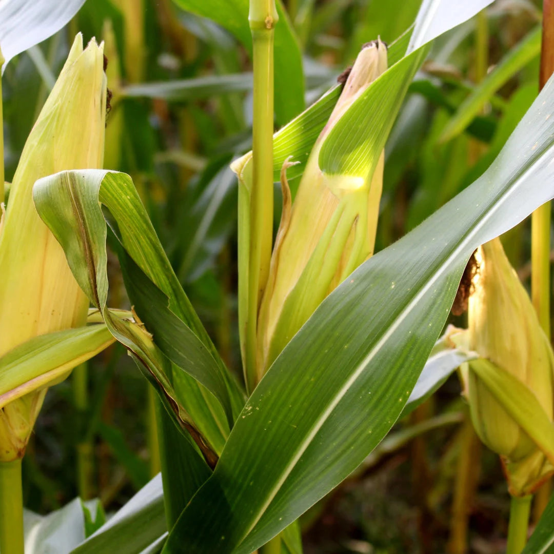 Bodacious Sweet Corn Hybrid Seeds – Pangea Seeds