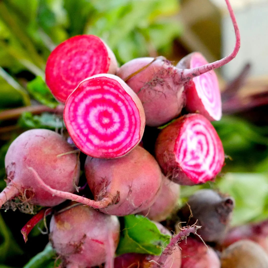 Chioggia/ Candy Cane Beet Seeds – Pangea Seeds