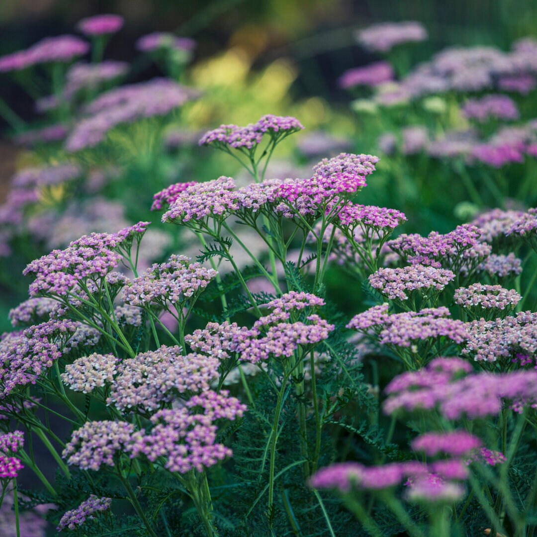 Colorado Mix Yarrow Seeds – Pangea Seeds