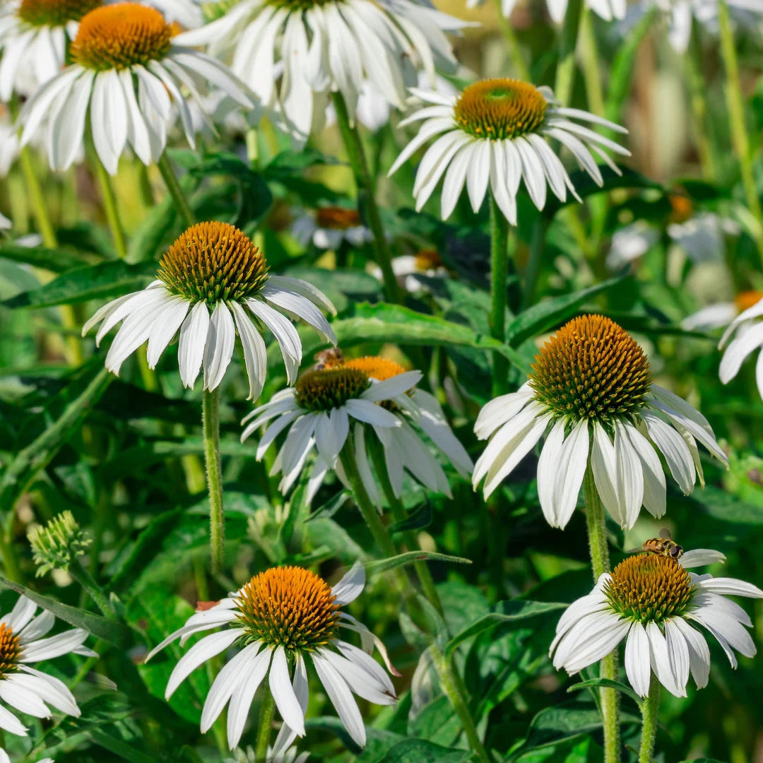 Feeling Blanche Echinacea Seeds – Pangea Seeds