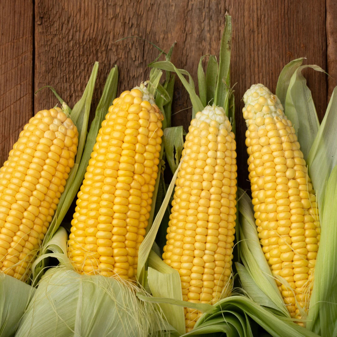 Honey Select Sweet Corn Seeds – Pangea Seeds