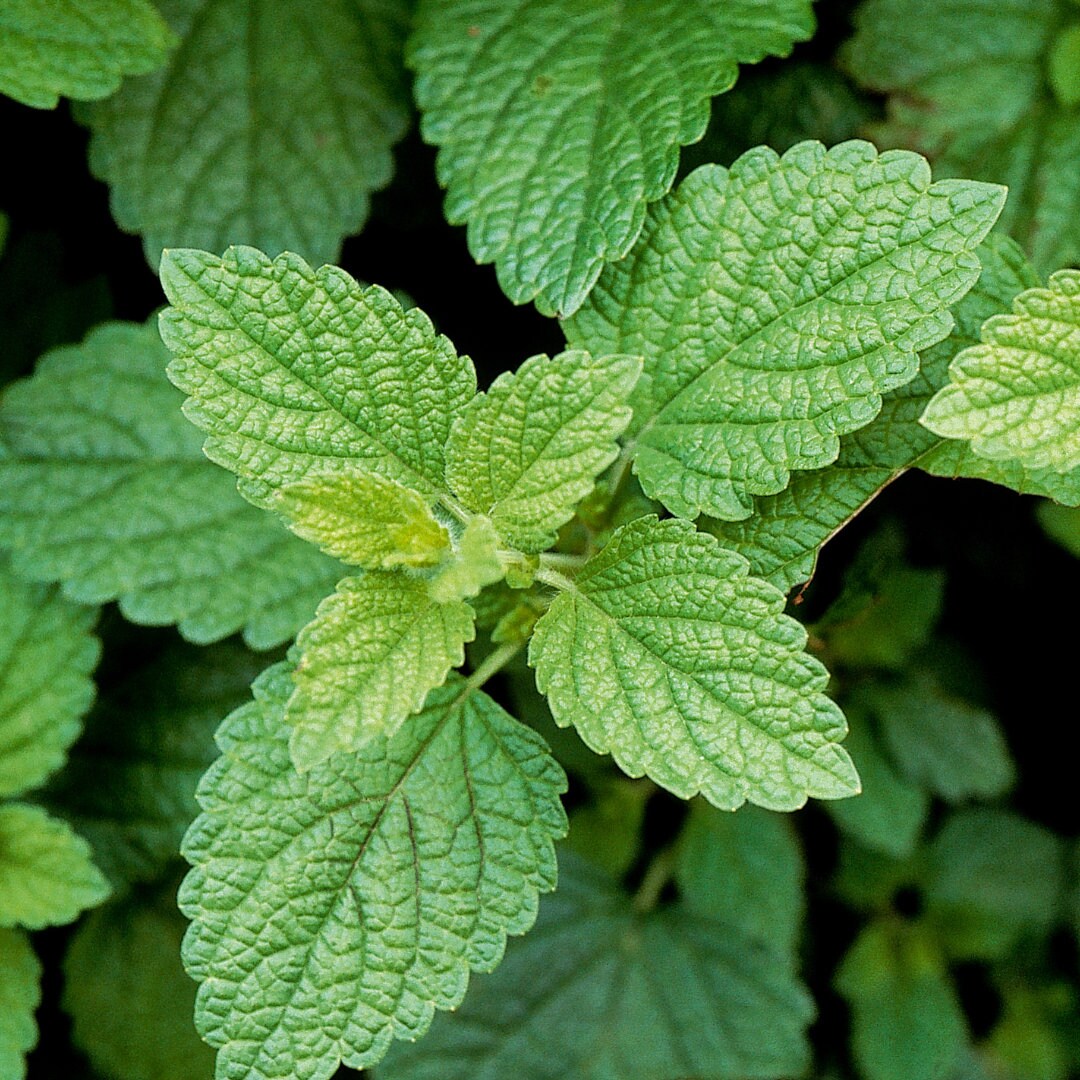Lemon Balm Seeds – Pangea Seeds