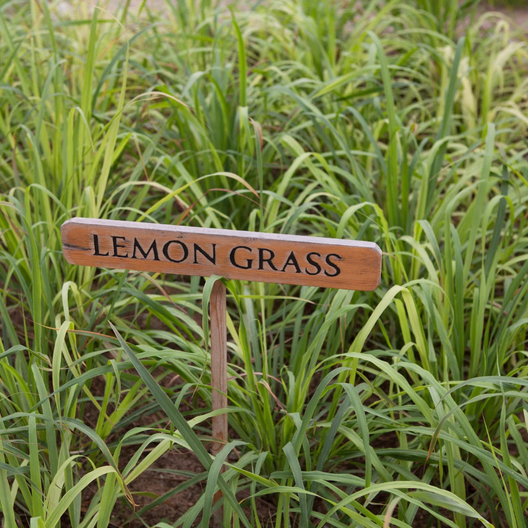 Lemon Grass Seeds – Pangea Seeds