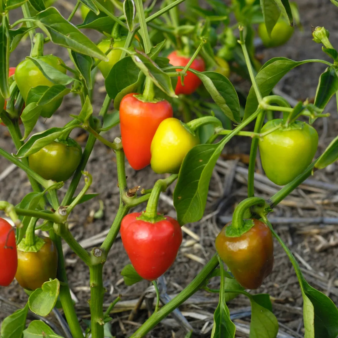 Sweetie Pie Mini Bell Pepper Seeds – Pangea Seeds