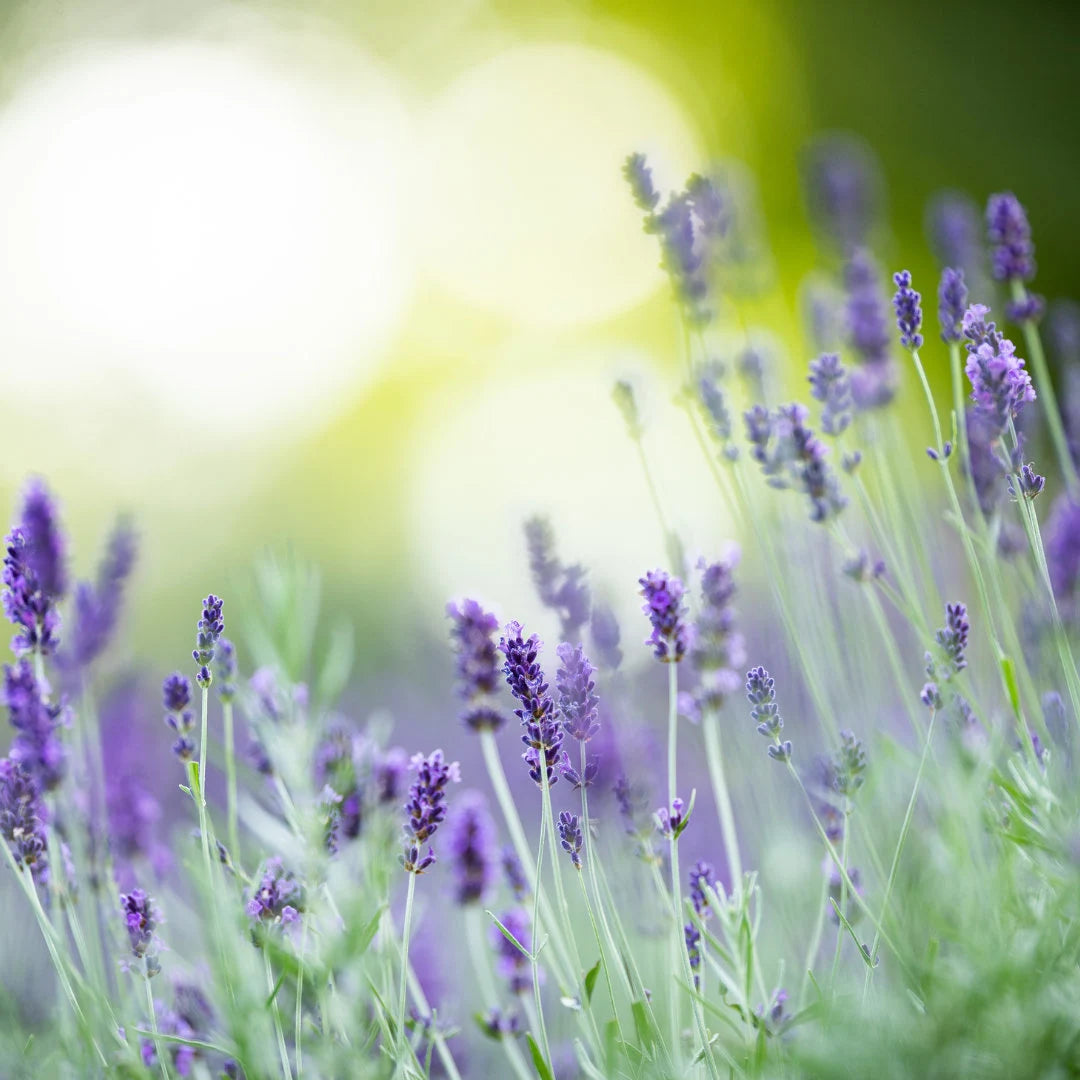 Dwarf Munstead Lavender Seeds – Pangea Seeds