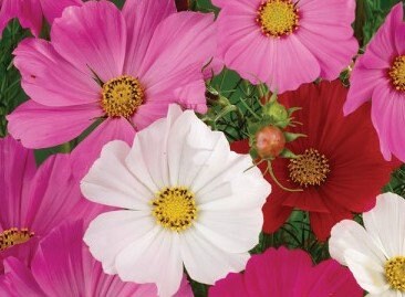 Petite Cosmos Blend Seeds – Pangea Seeds