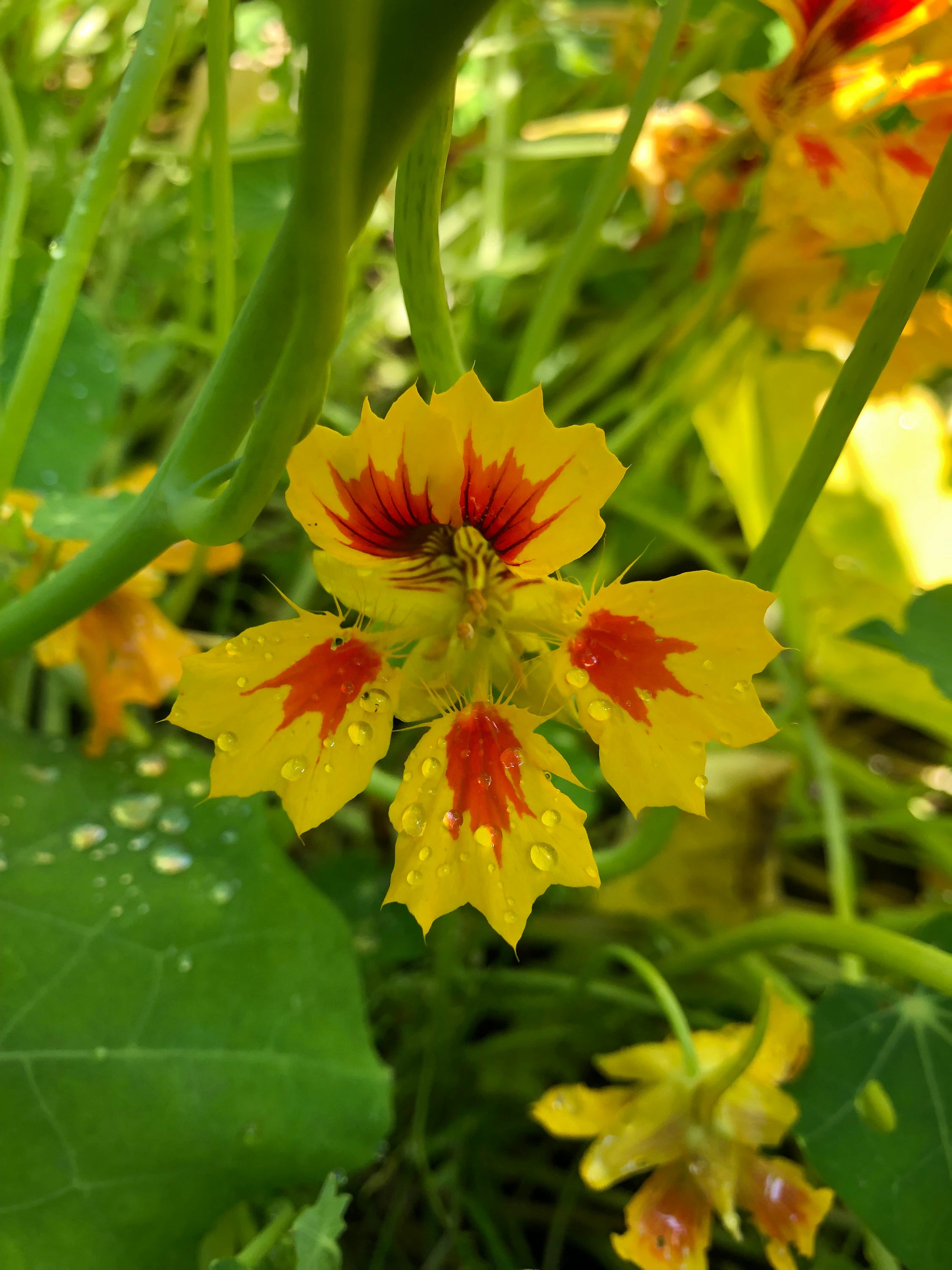 Phoenix Nasturtium Seeds – Pangea Seeds