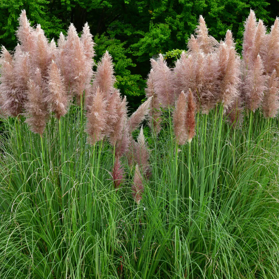 Pink Pampas Grass Seeds – Pangea Seeds