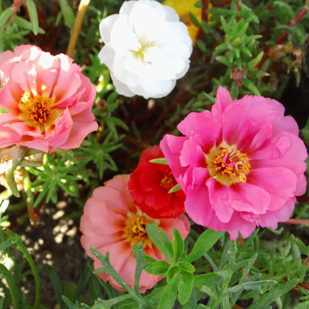 Double Mixed Portulaca Seeds – Pangea Seeds