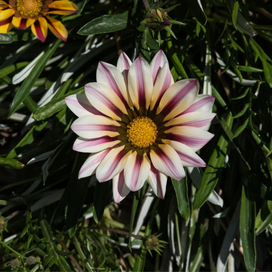 New Day Rose Stripes Gazania Seeds – Pangea Seeds