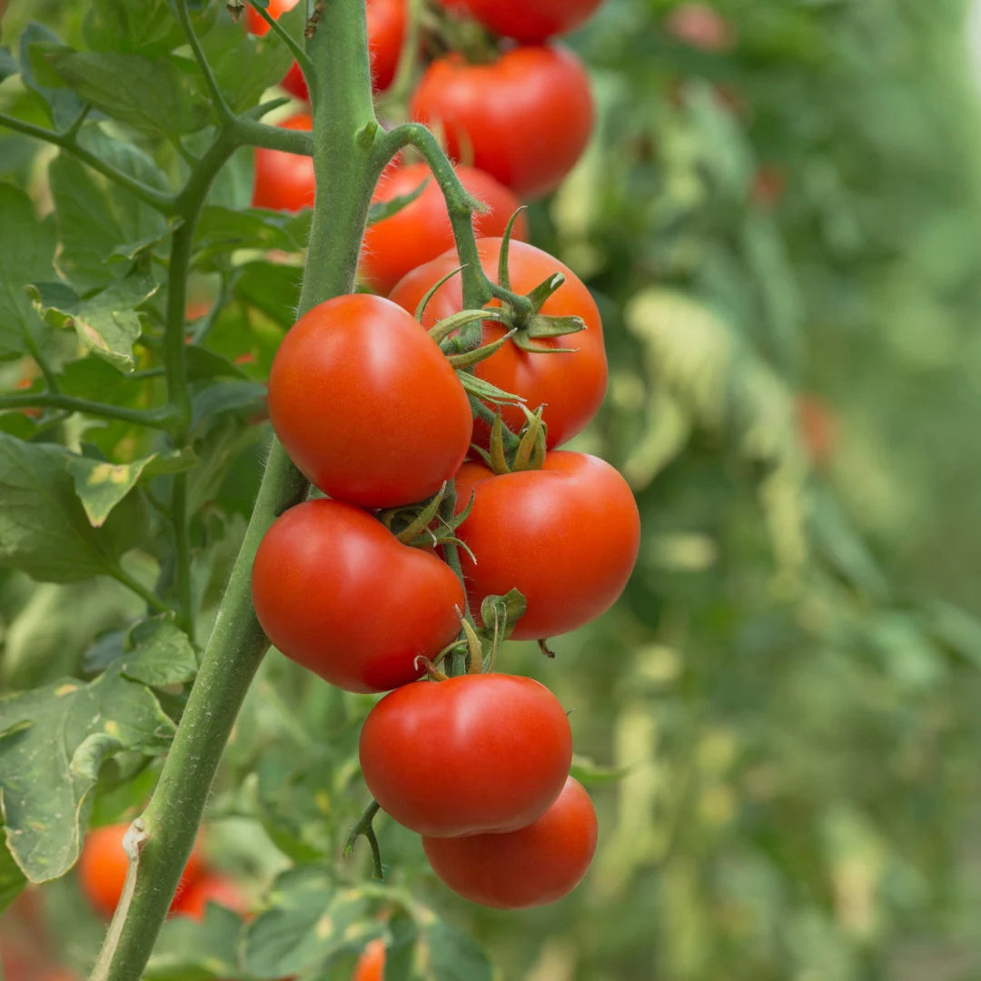 Starfire Improved Tomato Seeds – Pangea Seeds