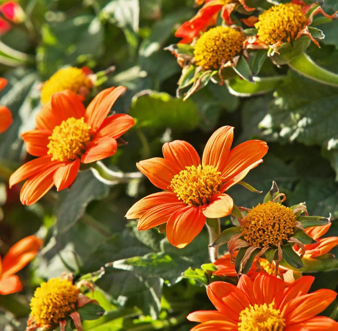Tithonia aka Mexican Sunflower Seeds – Pangea Seeds