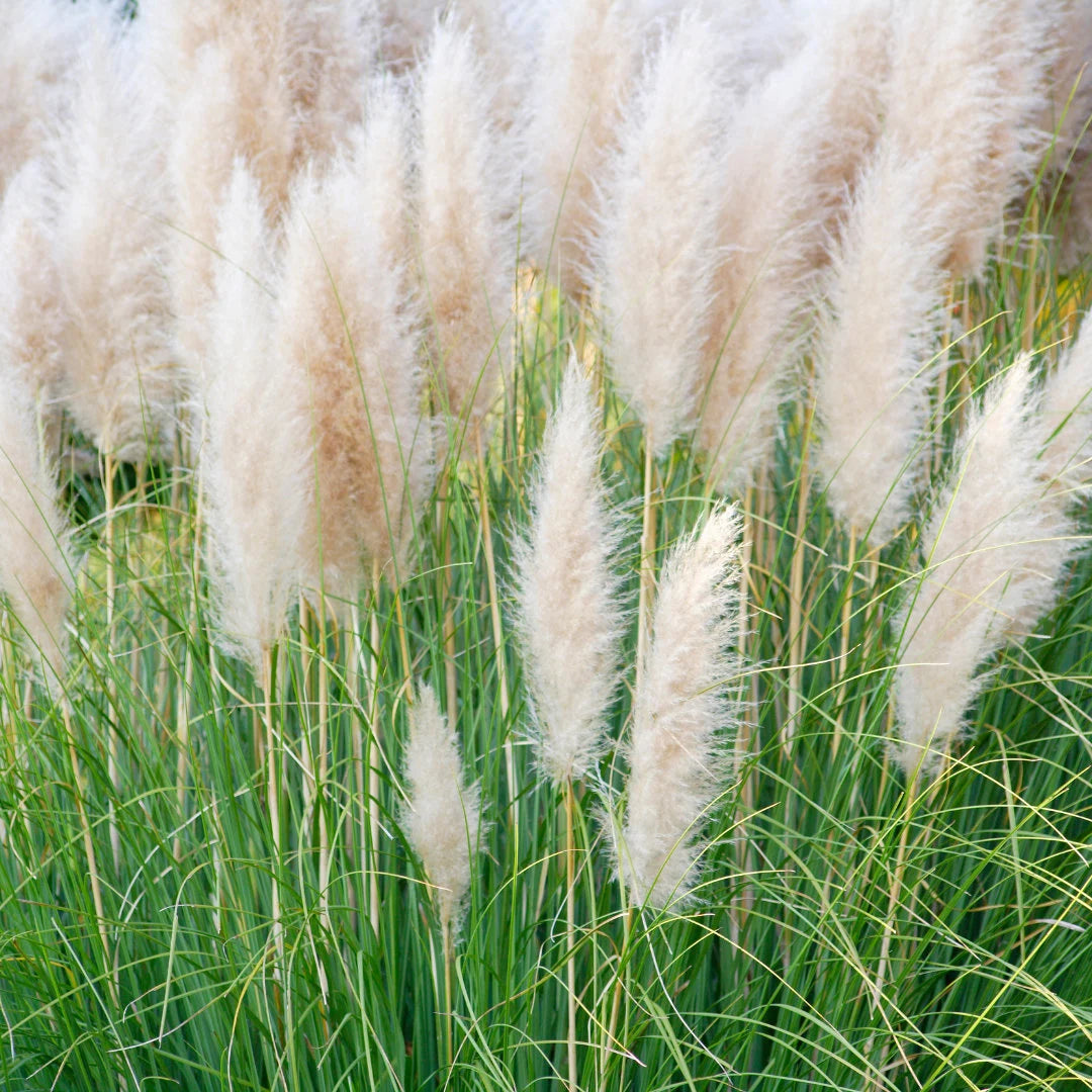 White Pampas Grass Seeds – Pangea Seeds