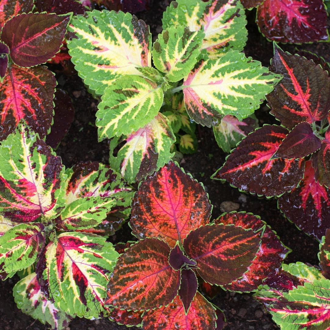Wizard Select Mix Coleus Seeds – Pangea Seeds